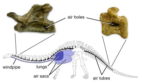 Paleopathology Sauropod Vertebra Picture Of The Week