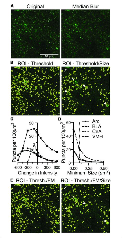 Identification Of Puncta In Sparsely Labeled Images Are Dictated By