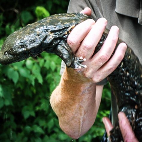 Hellbender Salamander Tenner