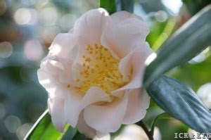 Virgins Blush Cultivars International Camellia Register