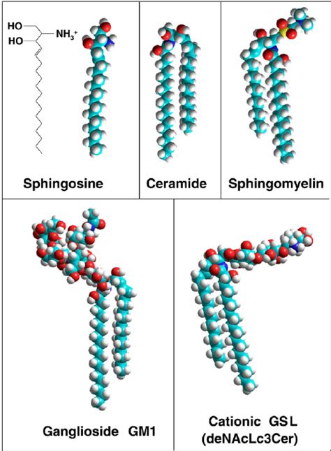 Sphingosine Structure