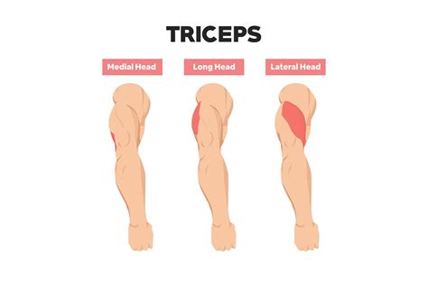 Tricep Muscles Function