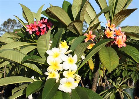 3 Pack 100l Multi Grafted Frangipani Tree Fancy Frangipanis