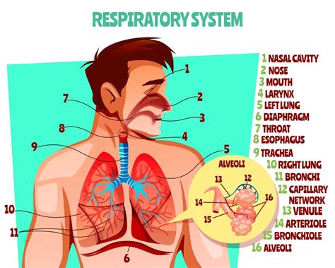 Diagram Of A Human Respiratory System Diagram Simple Diagr
