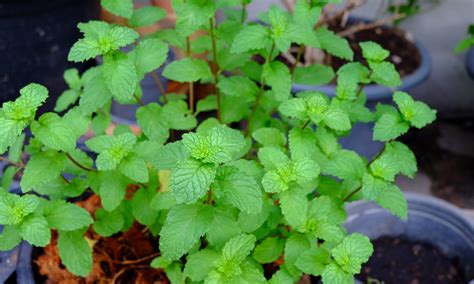 Basil Vs Mint Whats The Difference Lets Foodie