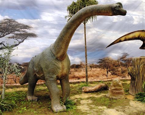 Filedinosaurios Park Brachiosaurus Young Wikimedia Commons