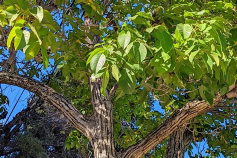 Walnut Pollen Allergy Juglans A Quick Guide W Photos Allerma™