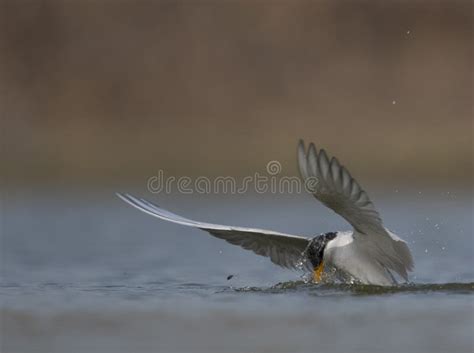 The River Tern Stock Image Image Of Drops Flying Cute 116775271