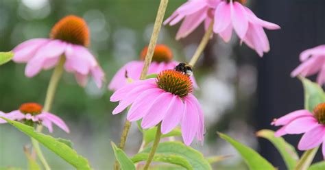 Echinacea Pallida
