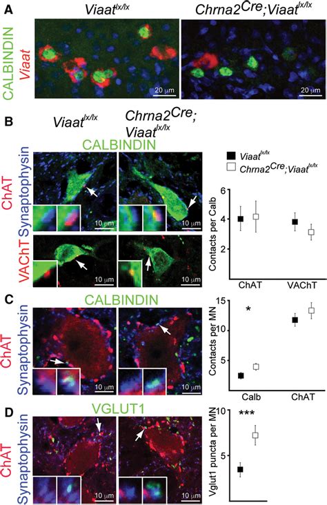 Chrna2 Cre Viaat Lxlx Motor Neurons Develop With Altered Synaptic