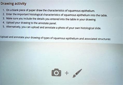 Drawing Activity 1 On A Blank Piece Of Paper Draw The Characteristics Of Squamous Epithelium 2