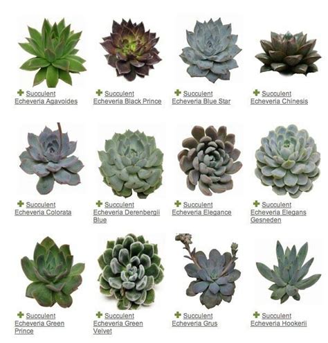 Succulents Types With Pictures Best Succulent Ideas