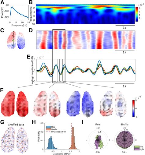 Cortex Wide Dynamics Of Intrinsic Electrical Activities Propagating Waves And Their
