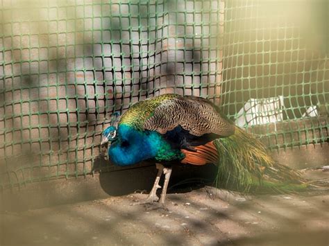 Premium Photo A Sad Peacock In A Pen