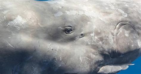 Sperm Whale Imgur