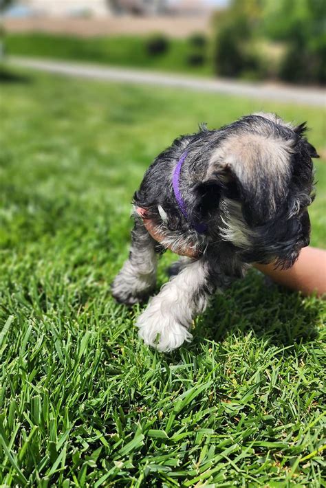 Schnauzer Sal Y Pimienta Miniatura En Venta Inteligente Guardián Y