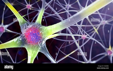 Rendered Illustration Nerve Cell Stock Photo Alamy