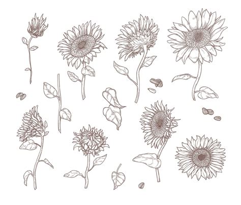 Sunflower Stem Template