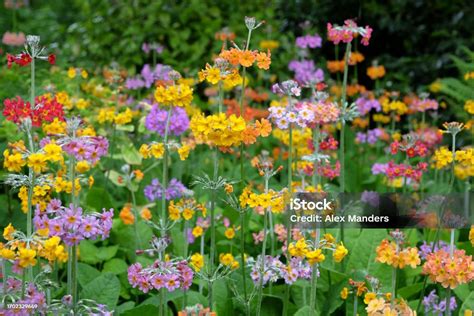 Pink Yellow And Purple Candelabra Primula Also Known As Japanese