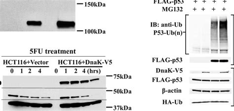 Dnak Immunoprecipitates Usp10 And Reduces The Stability Of P53 Upon Dna