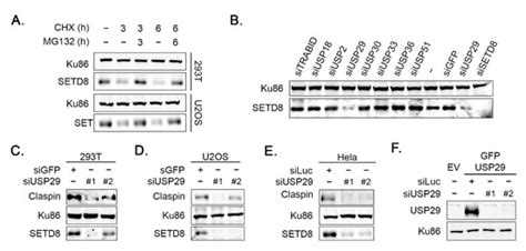 Cells An Open Access Journal From Mdpi