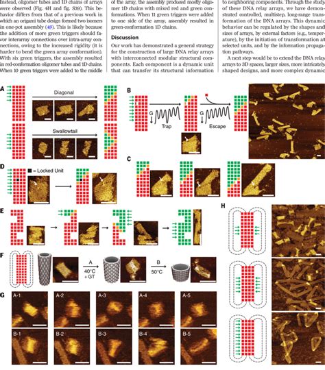 Controlled Transformation Of Dna Origami Relay Arrays A Control Of Controlled Transformation Of Dna Origami Relay Arrays A Control Of