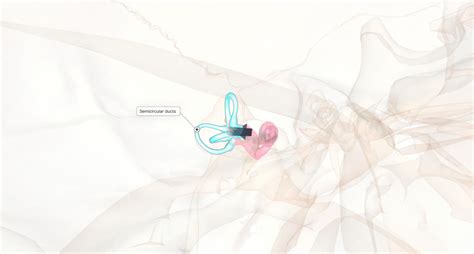 Premium Photo The Thin Ing Semicircular Canals Detect Rotational Movements And Are Arranged At