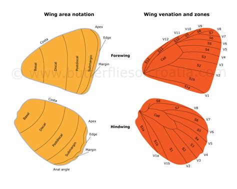 External Anatomy And Wing Notation Butterflies Of Croatia