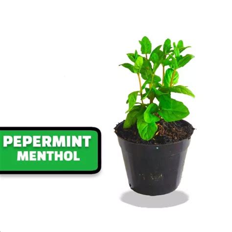 Jual Tanaman Pepermint Shopee Indonesia