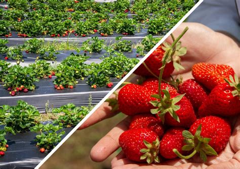 Агрономи розповіли як виростити солодку полуницю 5 секретів Читайте на Ukr Net
