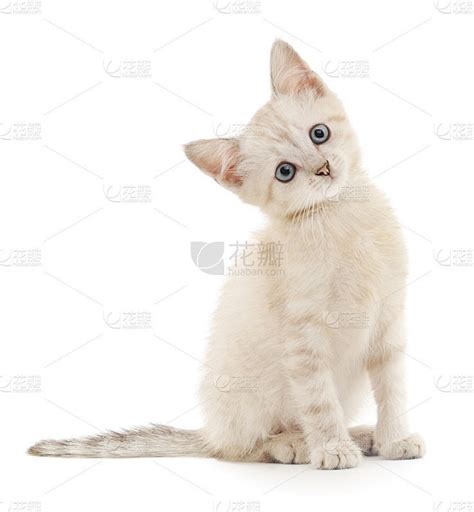 白底上的小猫