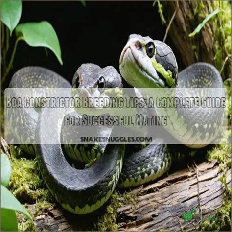 Boa Constrictor Vs Python 10 Key Differences You Need To Know 2024