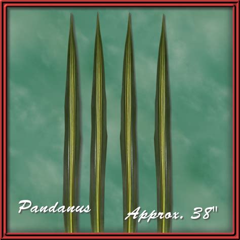 Pandanus The Rose Solution