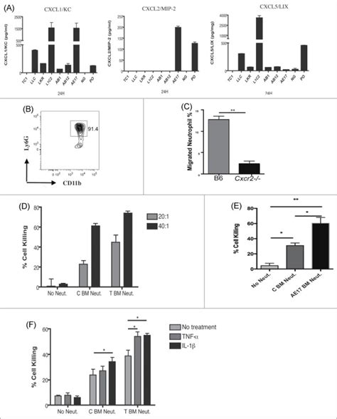 Cd11bly6g Cells Inhibit Tumor Growth By Suppressing Il 17 Production