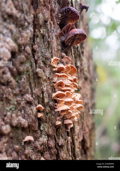 Fungi Growing On A Tree Trunk Stock Photo Alamy