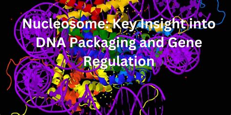 Nucleosome Key Insights Into Dna Packaging And Gene Regulation