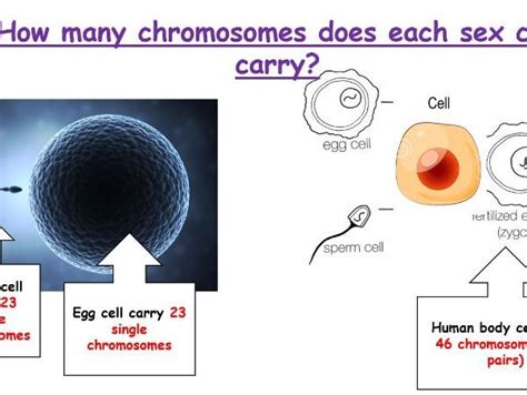 Inheritance Variation And Survival KS Inheritance