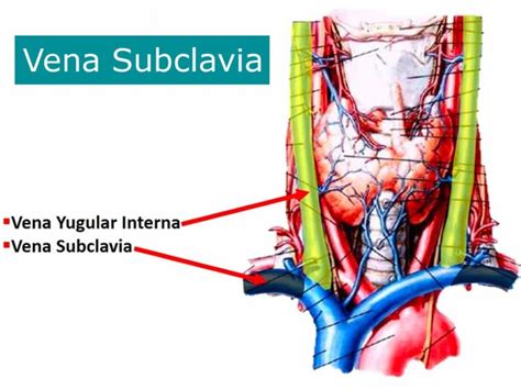 Anatomía De La Vena Yugular