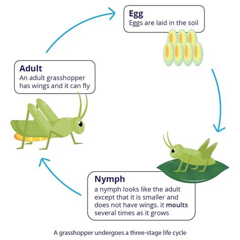 Animal Life Cycle Stages Plant And Animal Life Cycles 3 Ls1 1