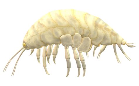 Amphipod