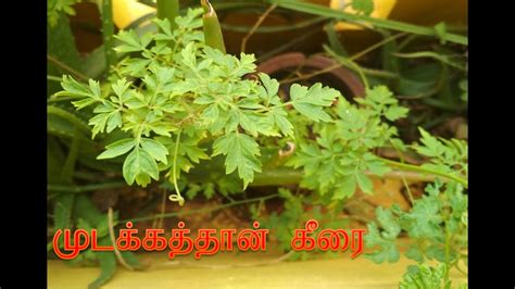 Mudakathan Keerai Uses In Tamil Youtube
