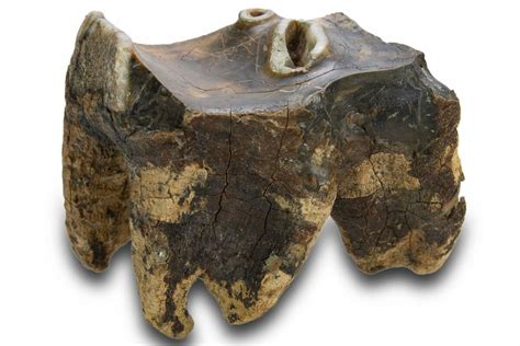 22 Fossil Woolly Rhino Coelodonta Tooth Siberia 316639 For