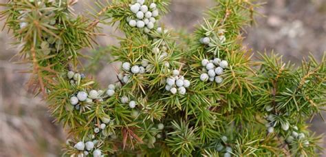 Ienupar Beneficii Utilizări și Rețete Cu Fructe și Boabe