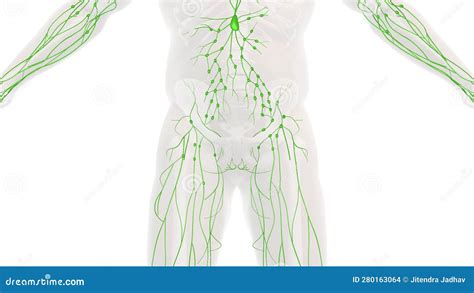 Lymphatic System Unlabeled