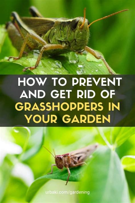 How To Prevent And Get Rid Of Grasshoppers In Your Garden