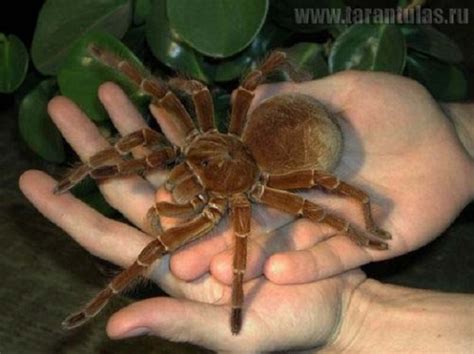 The Goliath Birdeater