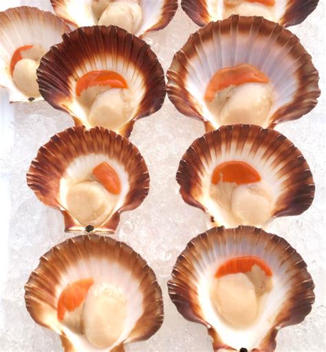 Scallops Half Shell Atp Seafood