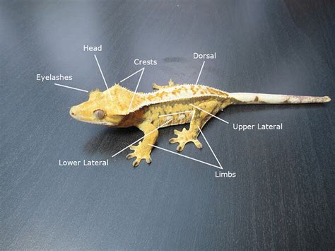 Crested Gecko Morph Trait Guide Geckos Morphmarket Reptile Community