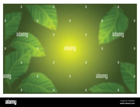 Mango Tree Leaves On Green Background Stock Vector Image And Art Alamy