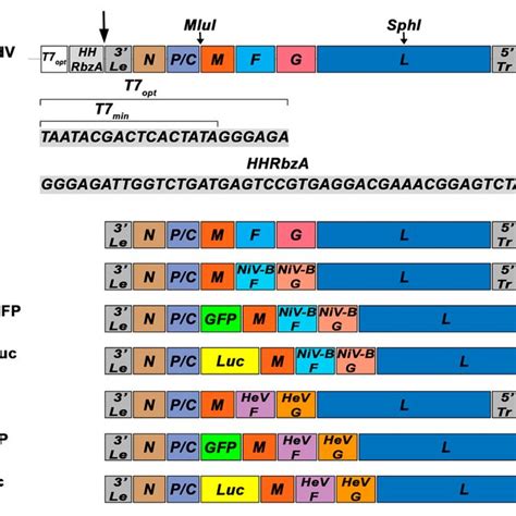 Schematic Representation Of The Optimized Rcedv Plasmid And The Genomes